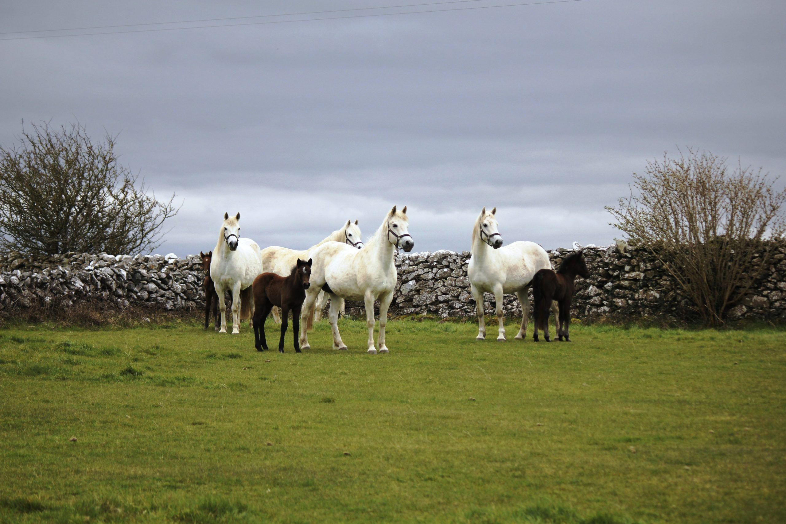 Home - Copperbeech Connemaras